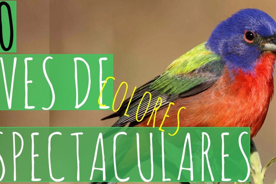 ¿Cómo se llaman los pájaros de color azul? | Actualizado octubre 2022