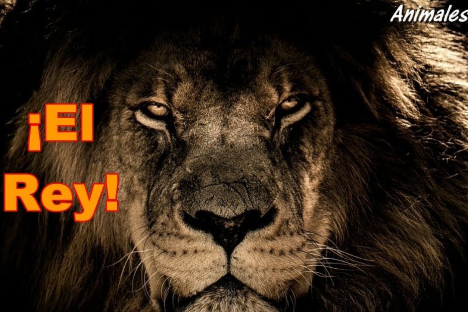 ¿Por qué el león es el rey de la selva y no el elefante? | Actualizado ...